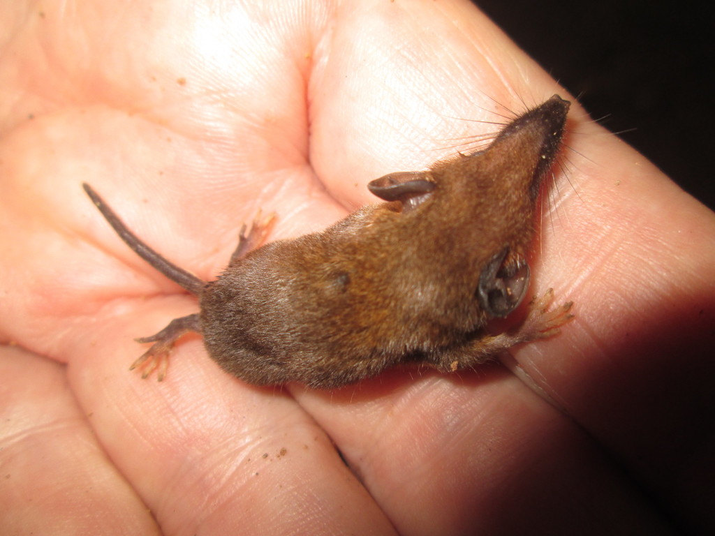 Remy's Pygmy Shrew (Suncus remyi) - Know Your Mammals