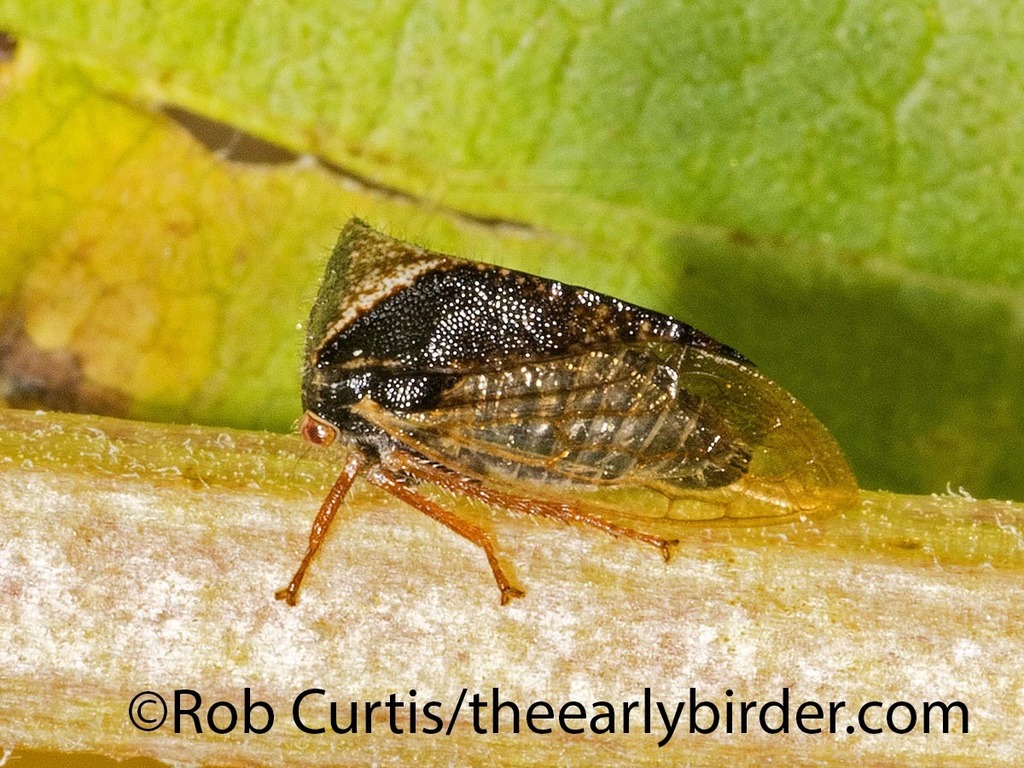 Buffalo Treehoppers from Signal Mountain Rd, Moran, WY 83013, USA on ...