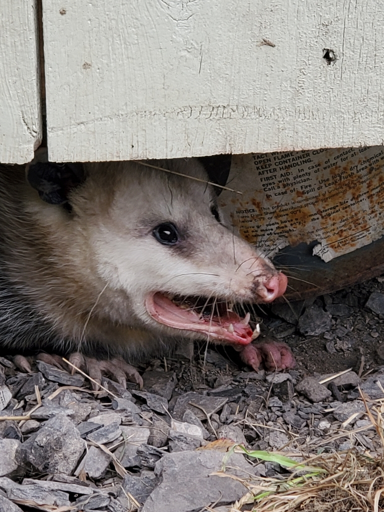 Virginia Opossum from Mustoe VA, USA on October 10, 2020 at 10:51 AM by ...