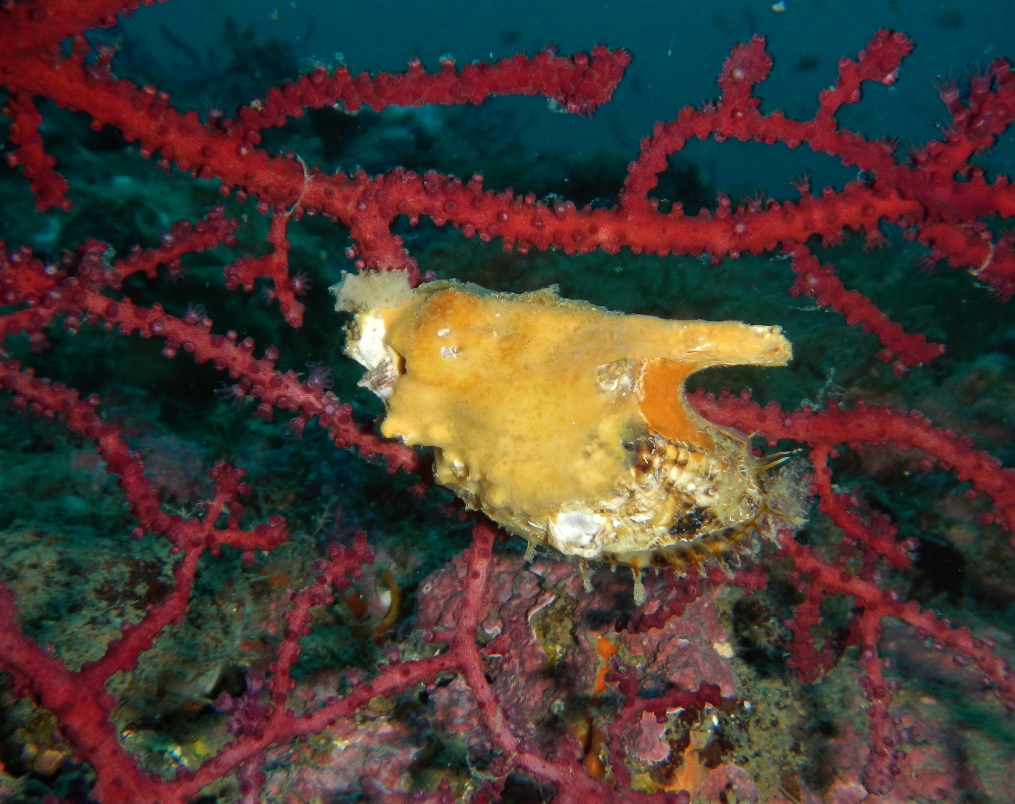 Pteria hirundo (Linnaeus, 1758)