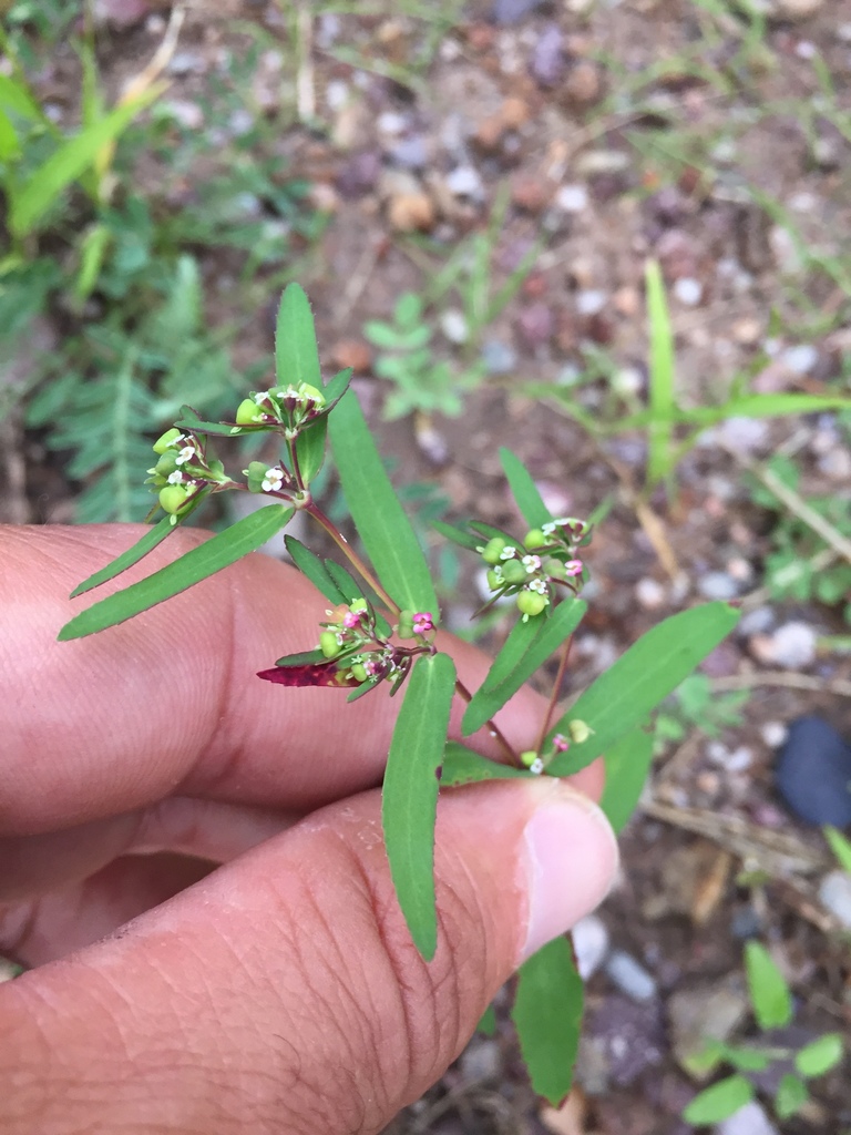 hyssop spurge from Cochise County, US-AZ, US on August 23, 2017 at 02: ...