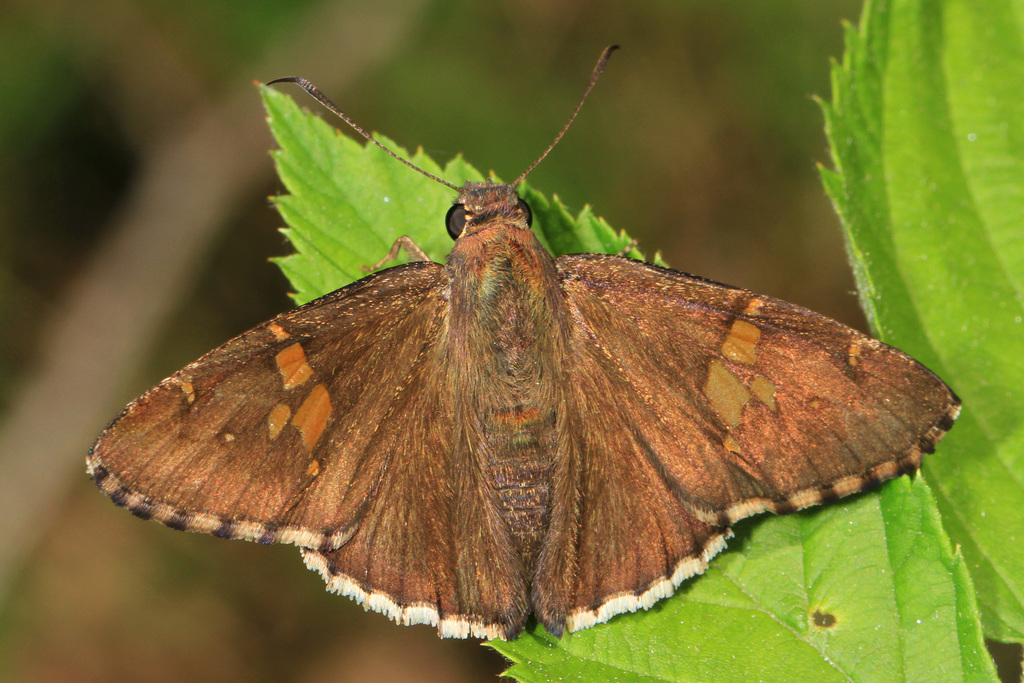 Hoary Edge (Butterflies and Skippers of GSMNP) · iNaturalist