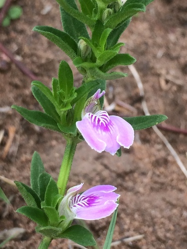 Monechma debile · iNaturalist Ecuador