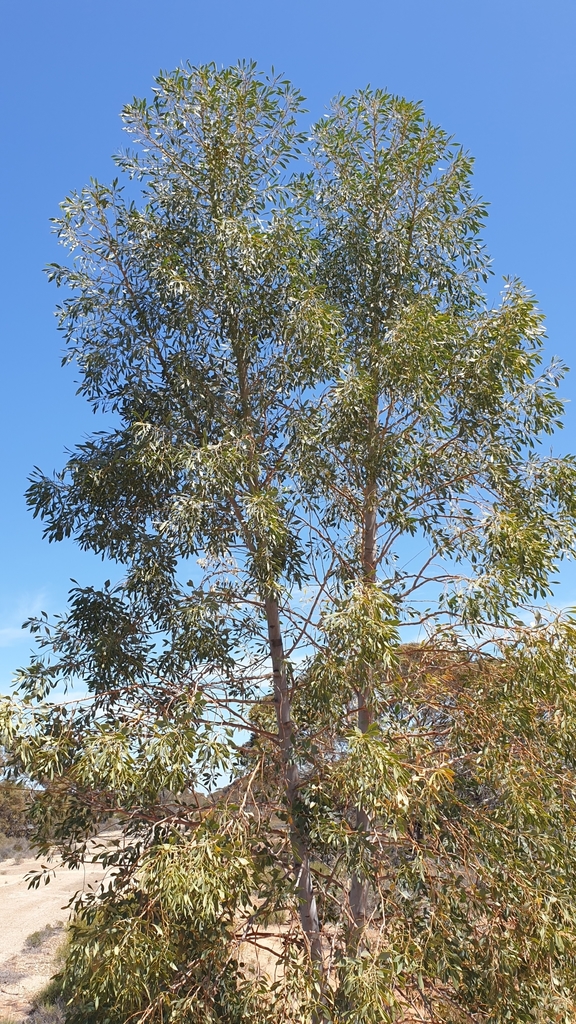 Desert poplar from Stockyard Plain SA 5330, Australia on October 11 ...