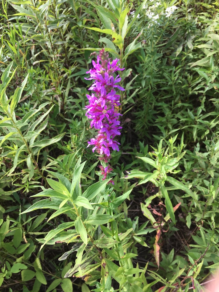 purple loosestrife (ADIRONDACK RESEARCH GUIDEBOOK) · iNaturalist
