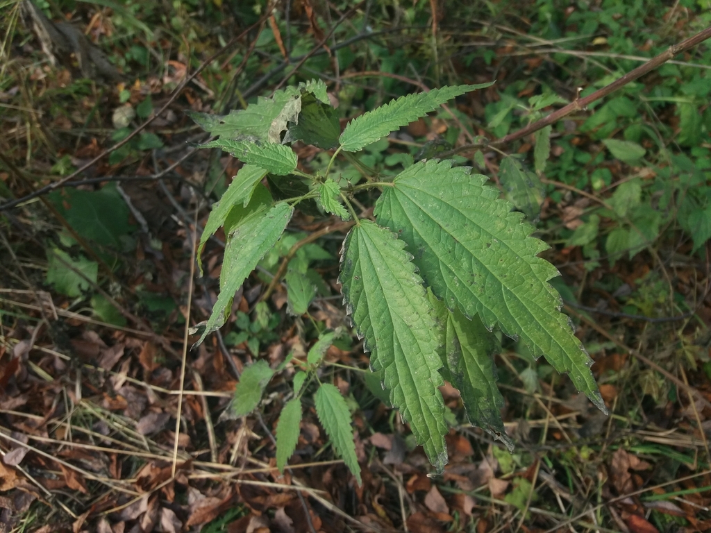 Fen Nettle from Свердловская обл., Россия, 624005 on October 11, 2020 ...