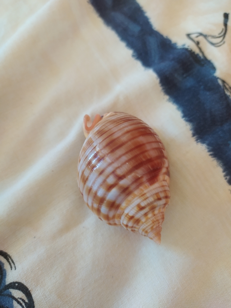 Mediterranean bonnet snail from Attica, Attica, GR on October 11, 2020 ...
