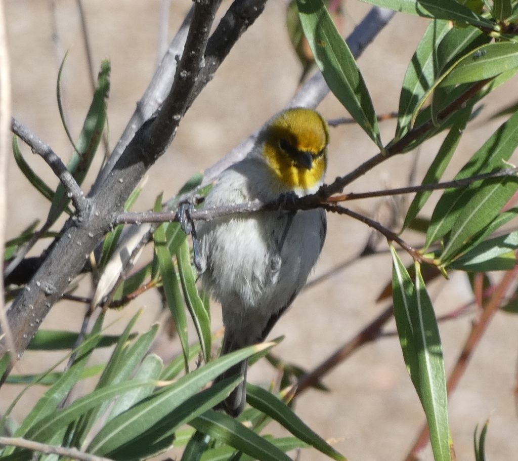 Verdin from 999 S la Huerta, Green Valley, AZ 85614, USA on November 21 ...