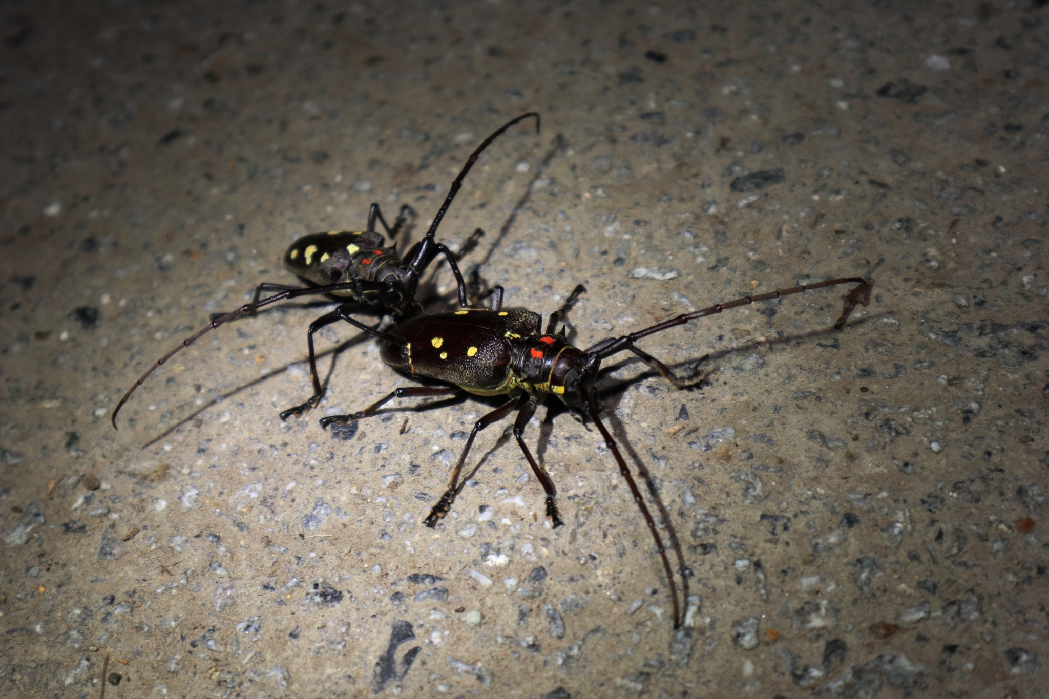 Batocera rubus rubus