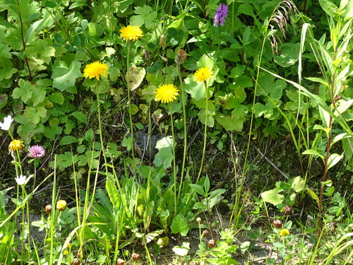 Common Hawkbit (Subspecies Leontodon hispidus hispidus) · iNaturalist