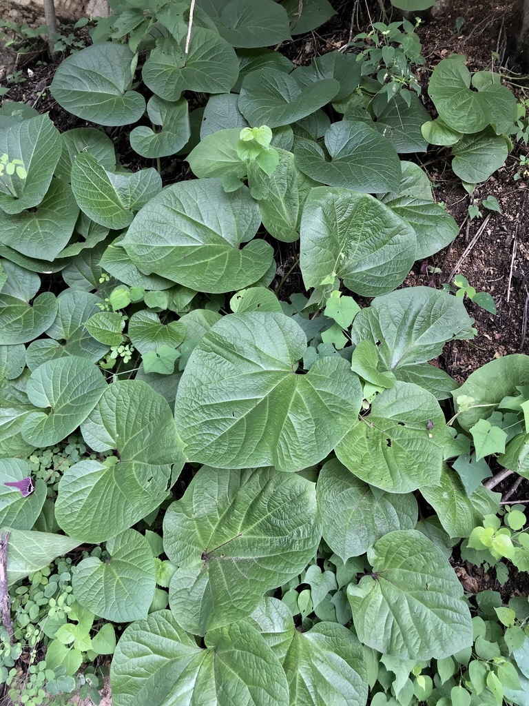 Aristolochia cardiantha from Carretera Carapan-Playa Azul, Arteaga ...