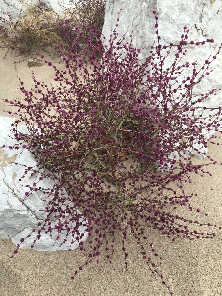 Winged Pigweed (Dysphania atriplicifolia) - Botanical Realm