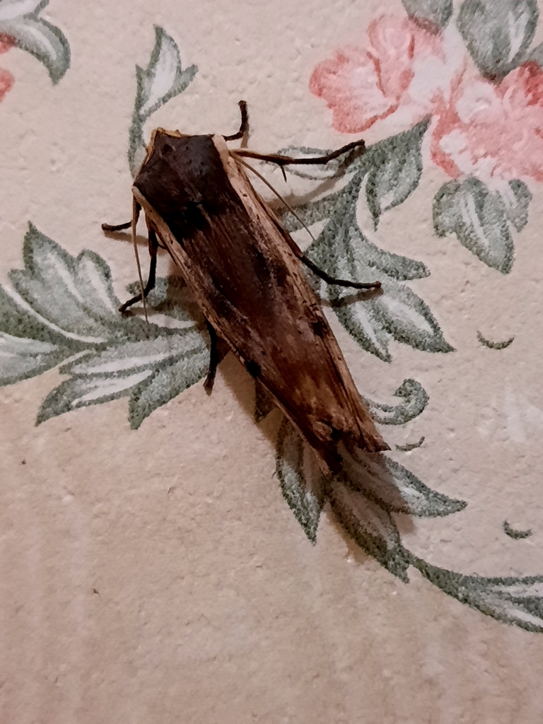 Red Sword-grass from Свердловская обл., Россия, 624013 on October 10 ...