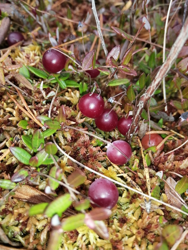 bog cranberry from Алапаевский р-н, Свердловская обл., Россия on ...