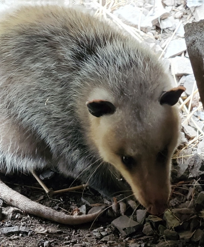 Virginia Opossum from Mustoe, VA, USA on October 10, 2020 at 10:53 AM ...