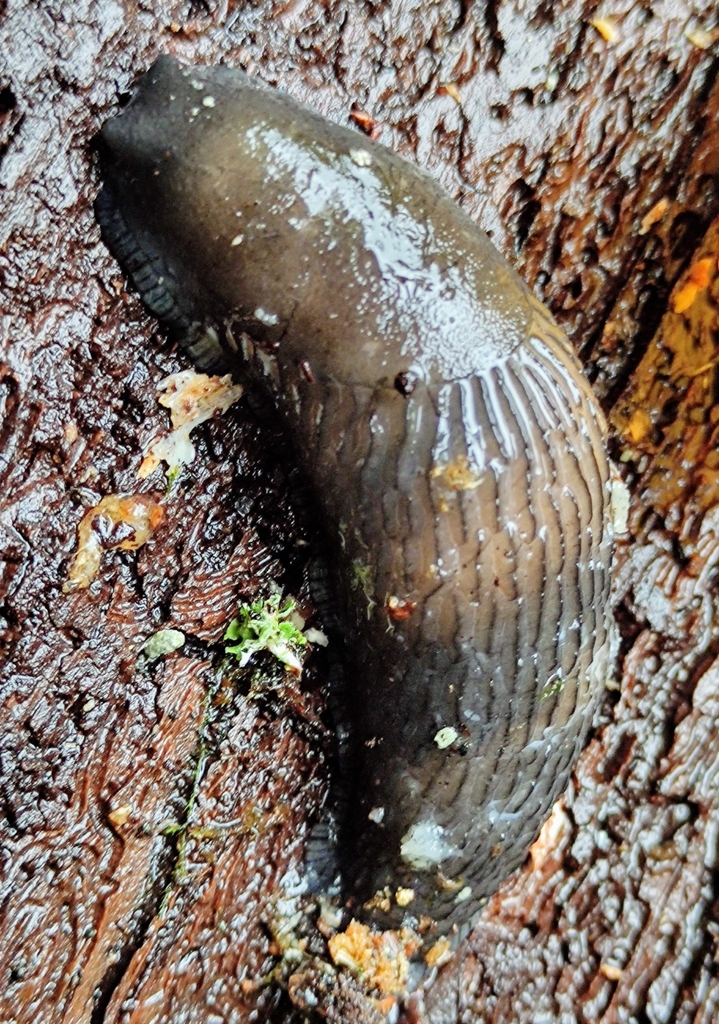 Arion Slugs from Surrey, BC V4A 9R8, Canada on October 9, 2020 at 04:31 ...