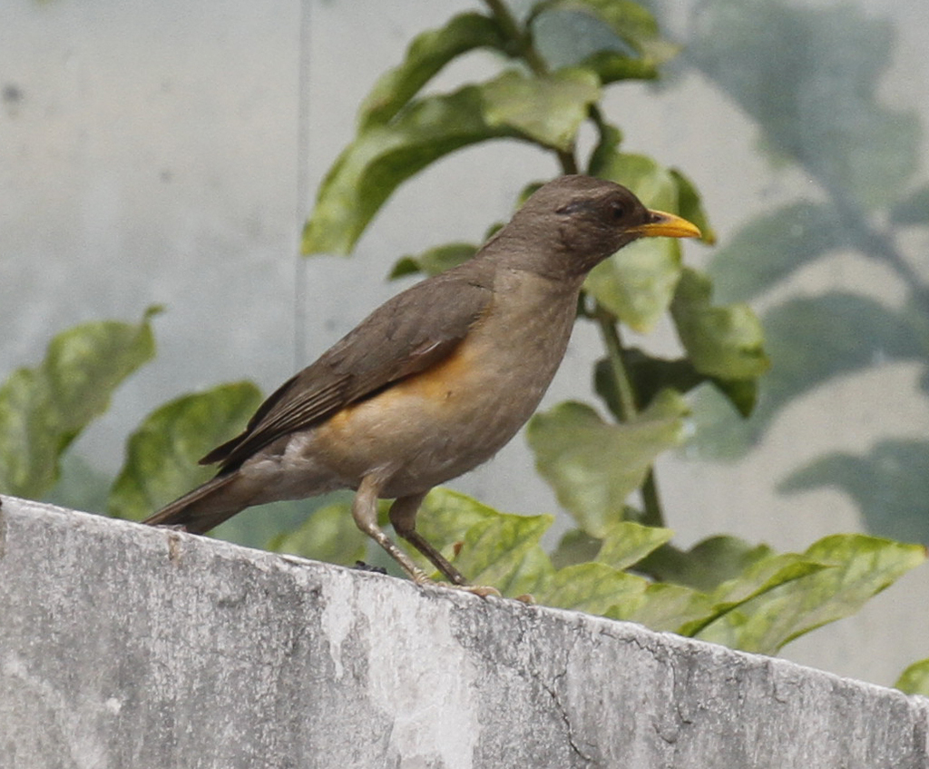 African Thrush (Turdus pelios) - Avian Discovery