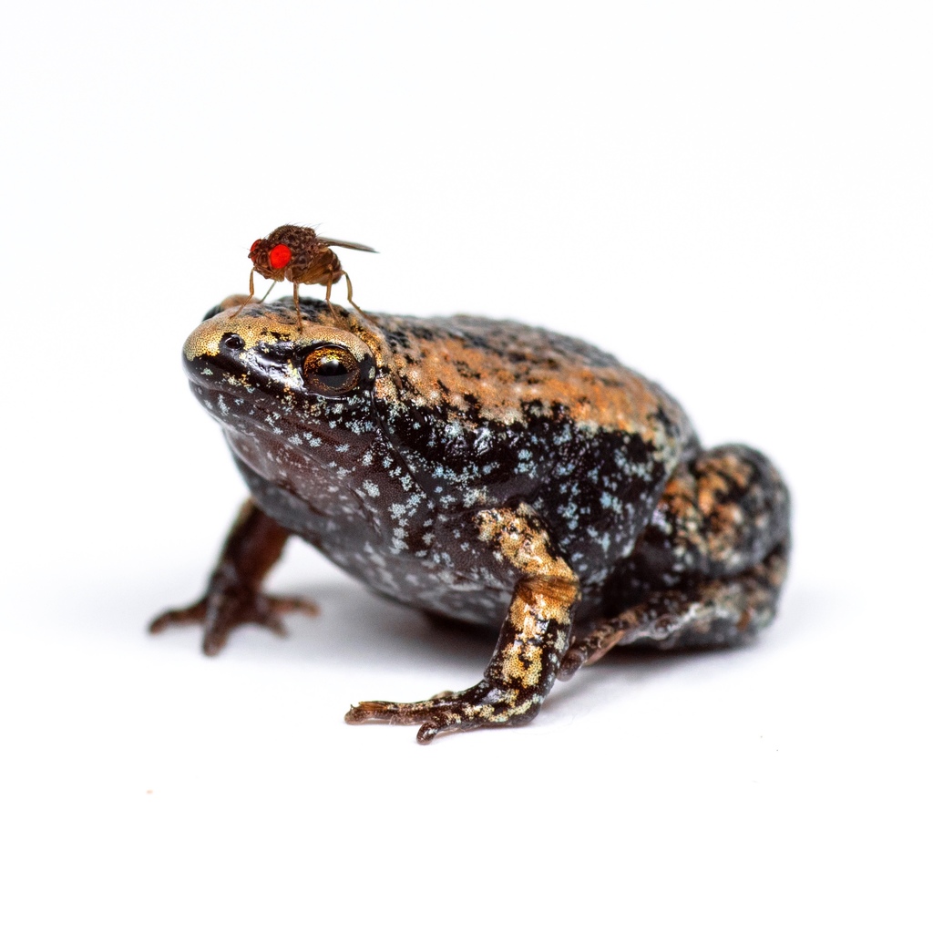 Eastern Narrow-mouthed Toad from Bolero Way, Atlanta, GA, US on ...