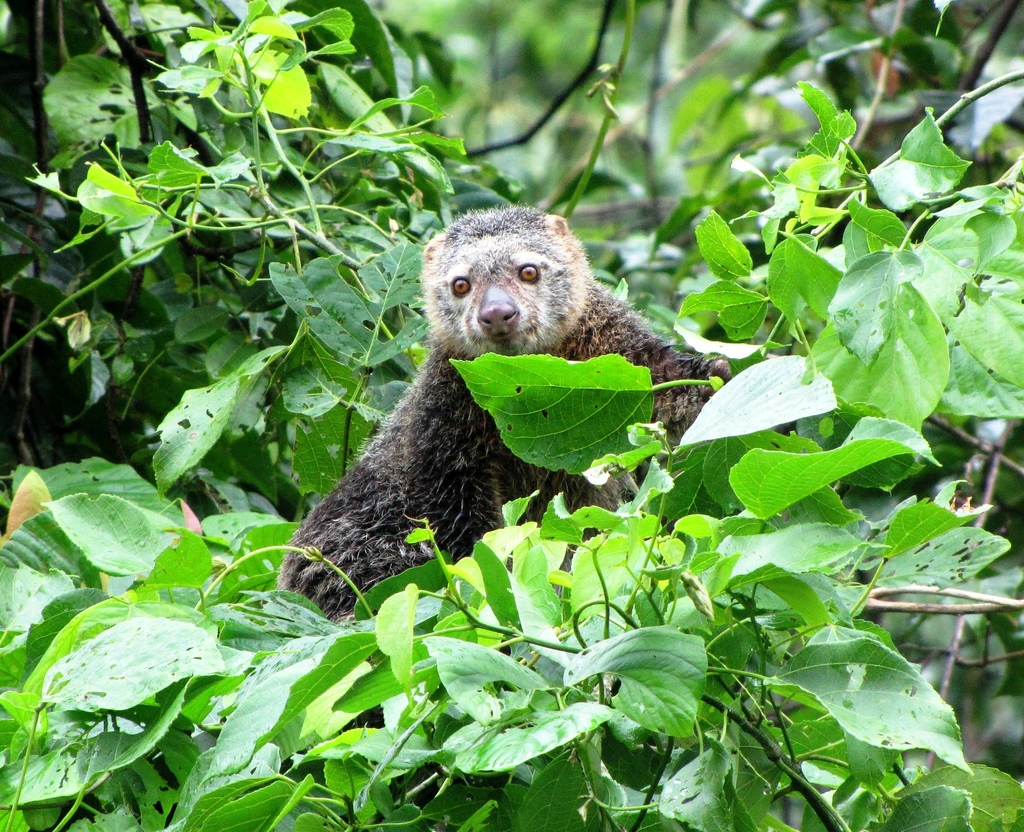 Bear Cuscuses (Ailuropinae) - Know Your Mammals