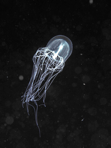 Polyorchis karafutoensis · iNaturalist