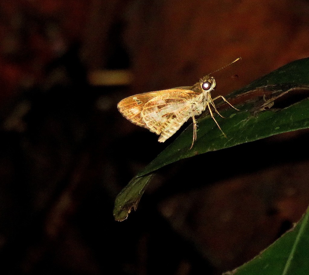 Vettius arva from Cristalino Lodge - staff area. Alta Floresta, MT on ...