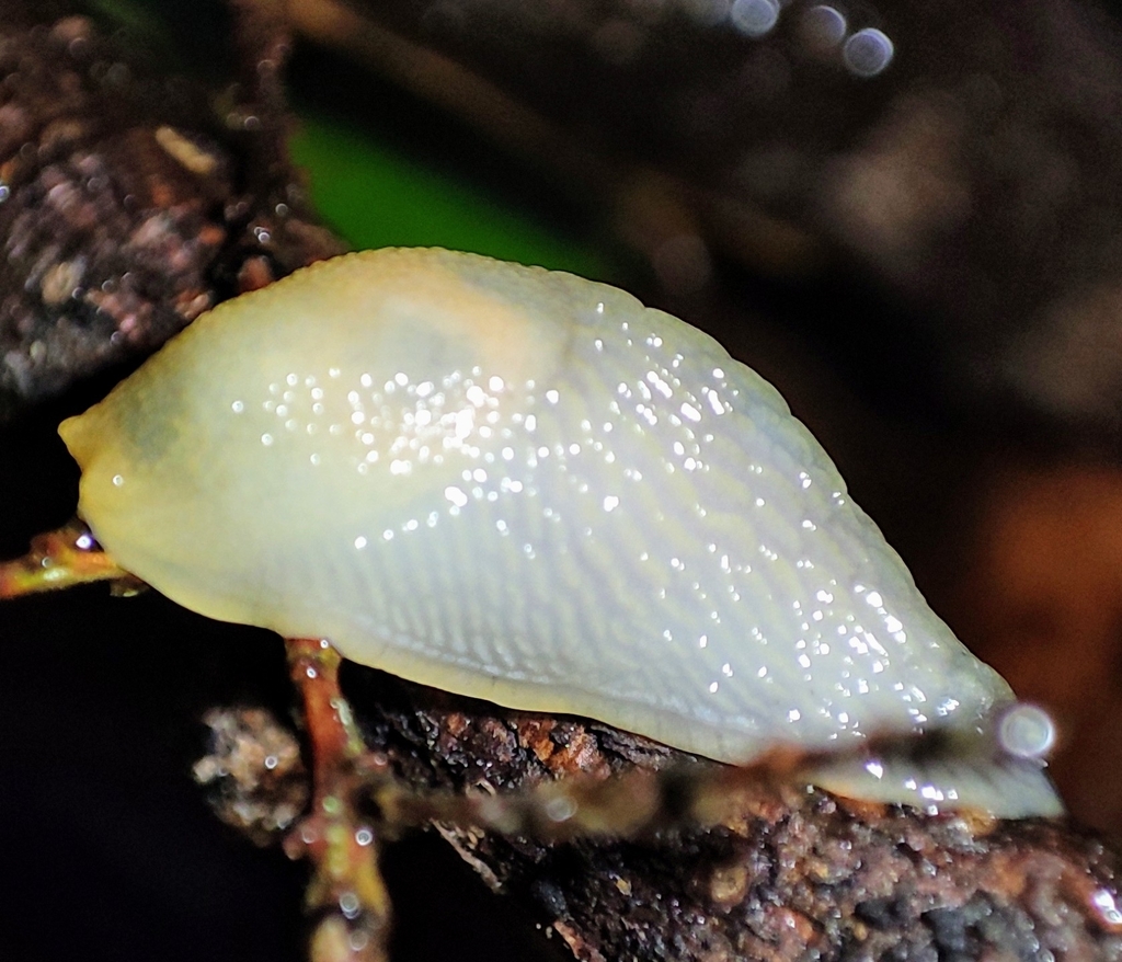 Roundback Slugs and Allies from Surrey, BC V4A 9R8, Canada on October 9 ...