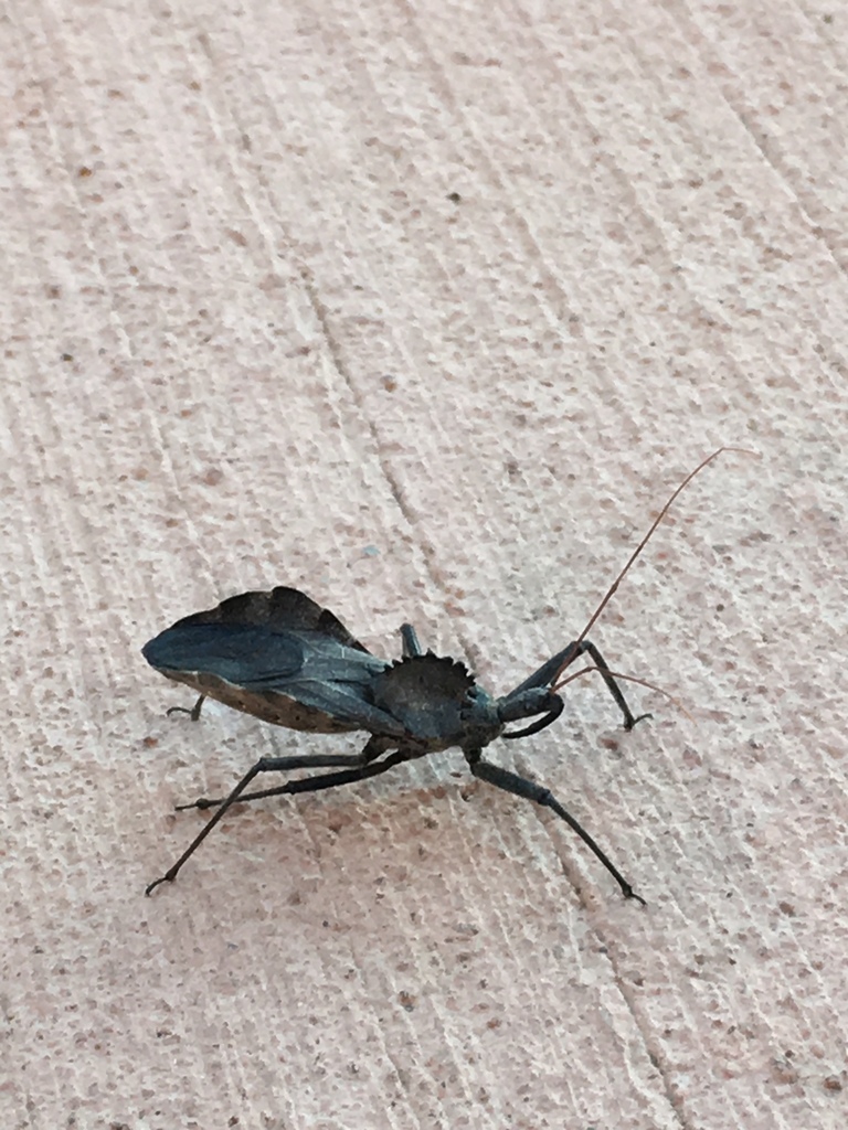 North American Wheel Bug in October 2020 by elvistcat · iNaturalist