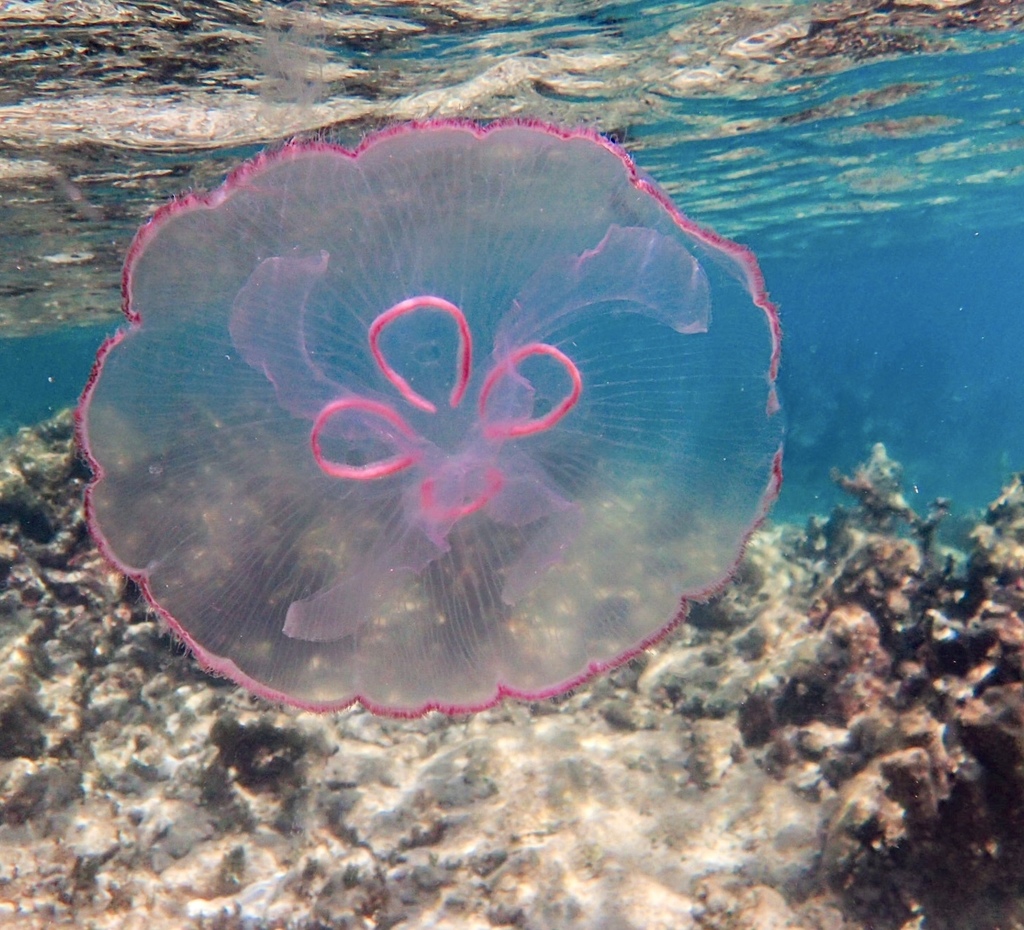 Southern Moon Jelly from Coral Bay, USVI on October 11, 2020 by Sarka ...