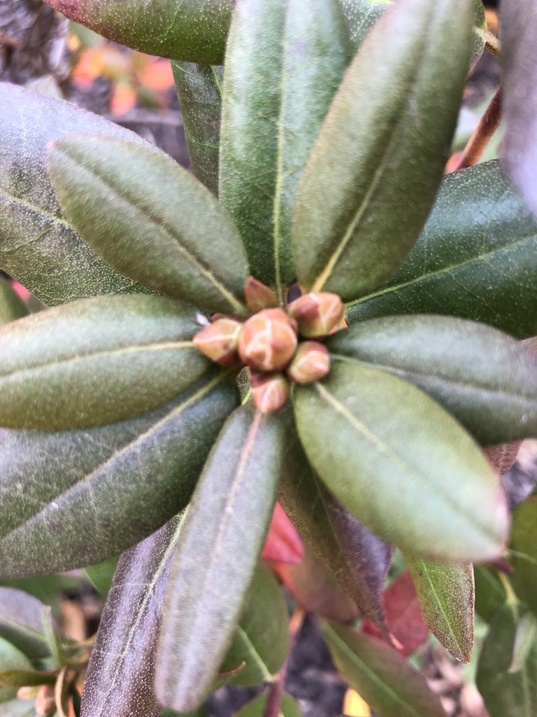 rhododendrons and azaleas from Mt Vernon, IA 52314, USA on October 11 ...