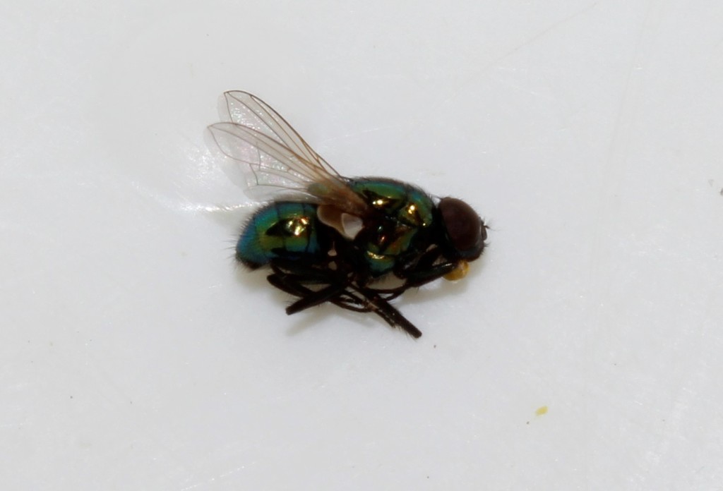 Pyrellia vivida from Πύργοι Θέρμης 811 00, Ελλάδα on October 9, 2020 at ...