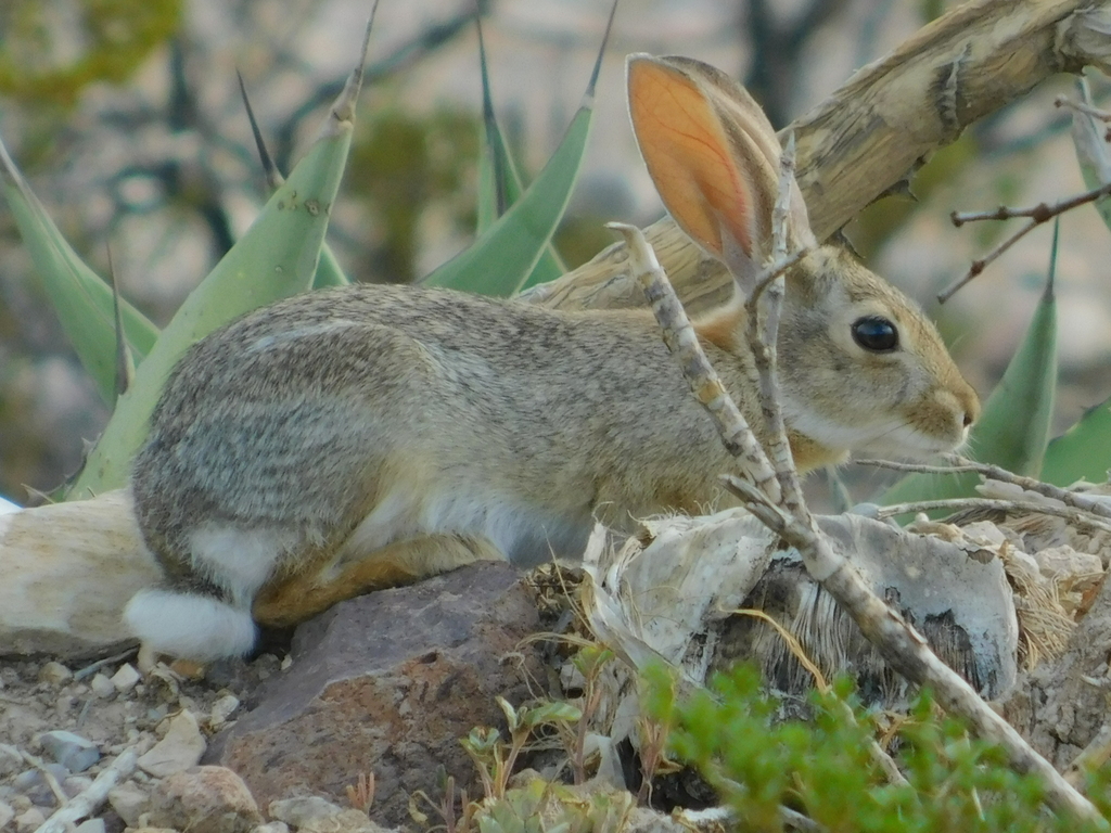 Desert Cottontail from Mapimí, Dgo., México on August 24, 2017 at 09:59 ...