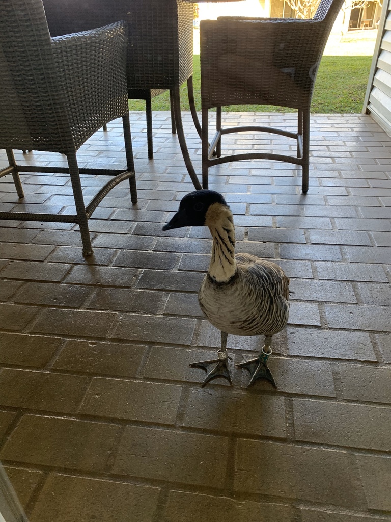 Hawaiian Goose from Oʻahu, Honolulu, HI, US on March 15, 2019 at 03:02 ...