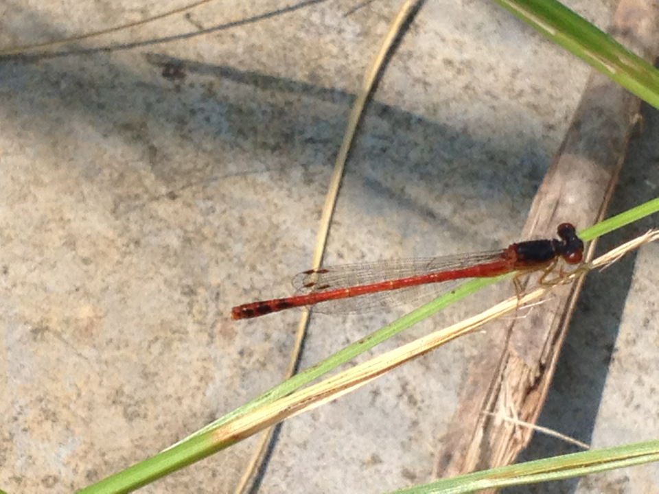 Eastern Red Damsel (Dragonflies and Damselflies of Alabama) · iNaturalist