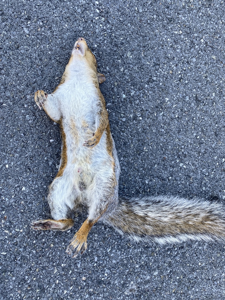 Eastern Gray Squirrel from NY-442, Peru, NY, US on October 11, 2020 at ...