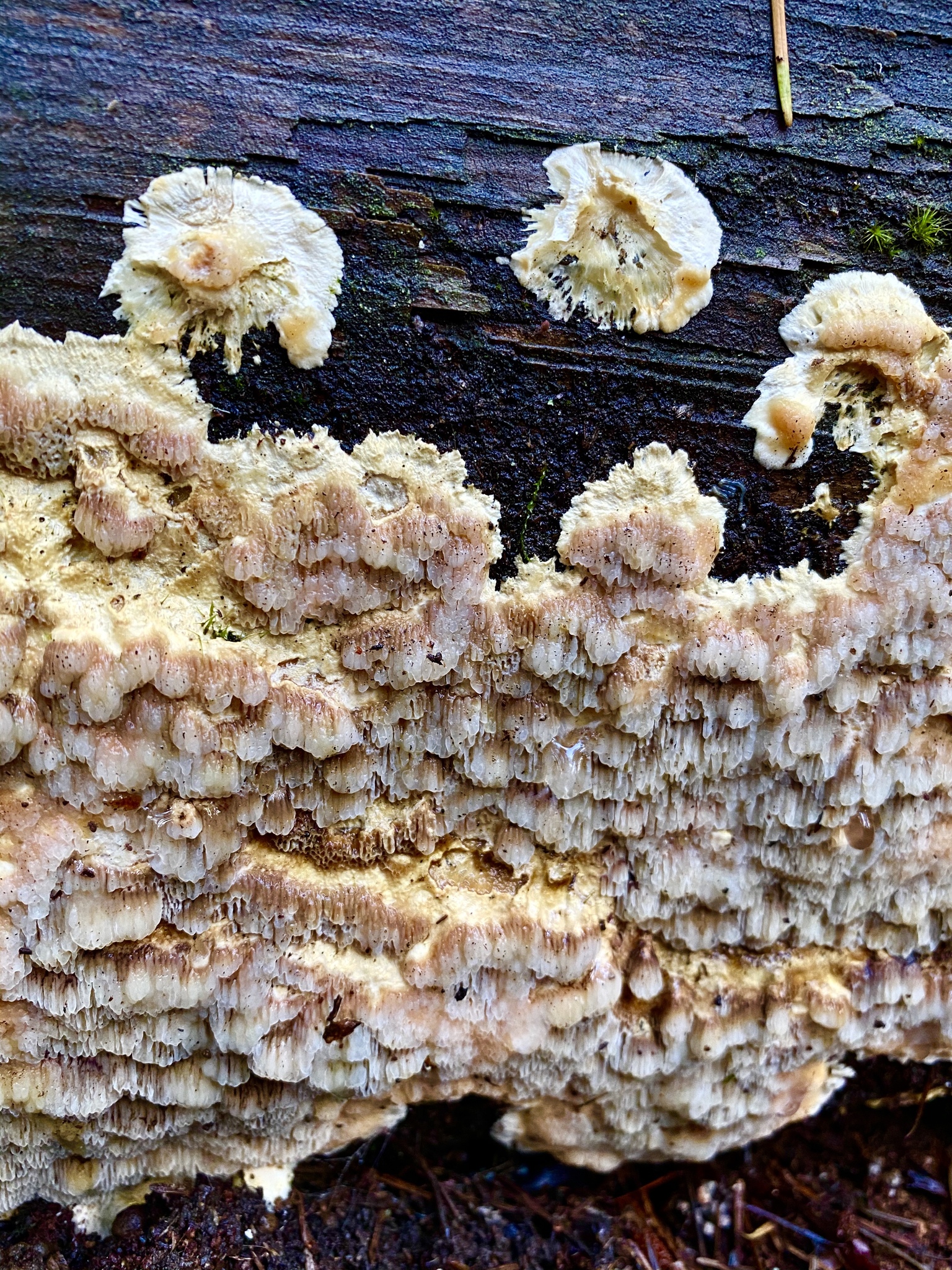 Coniferiporia L.W.Zhou & Y.C.Dai, 2016