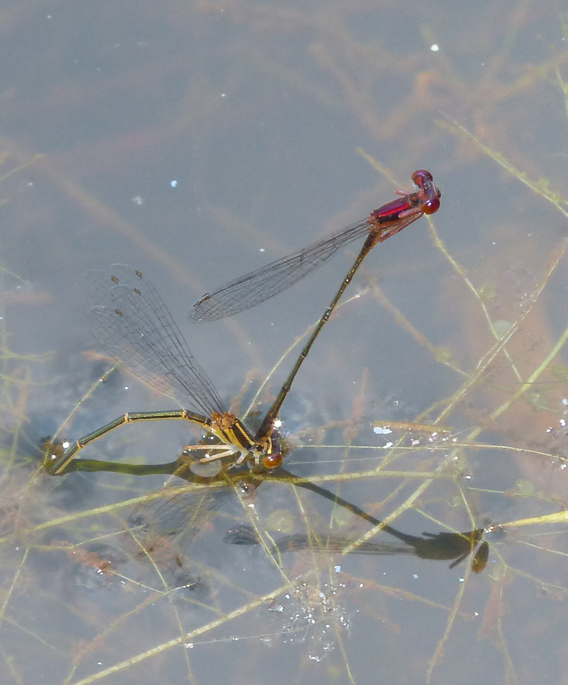 Burgundy Bluet (Dragonflies and Damselflies of Alabama) · iNaturalist