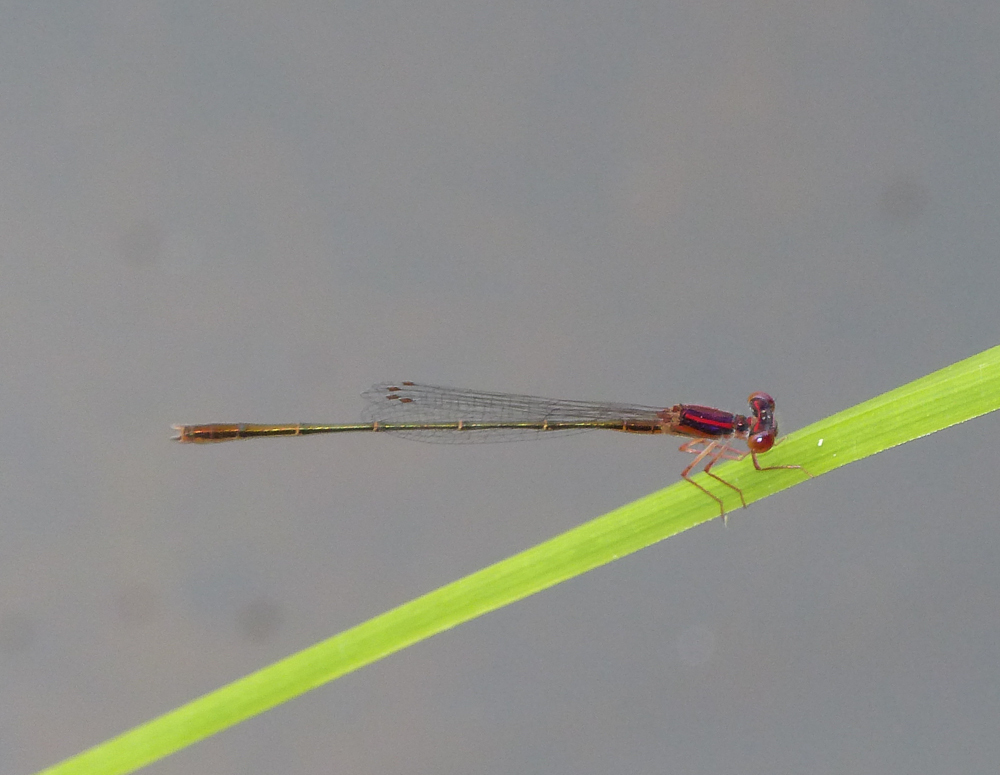 Burgundy Bluet (Dragonflies and Damselflies of Alabama) · iNaturalist