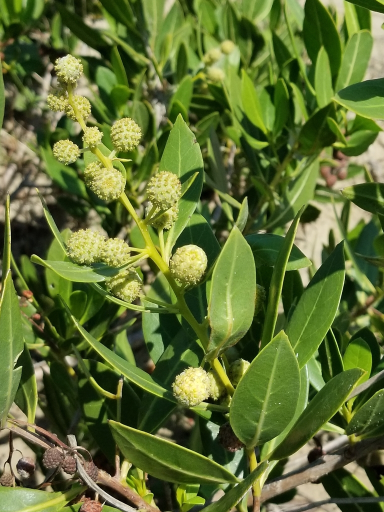 Green Buttonwood (Conocarpus erectus) - Botanical Realm