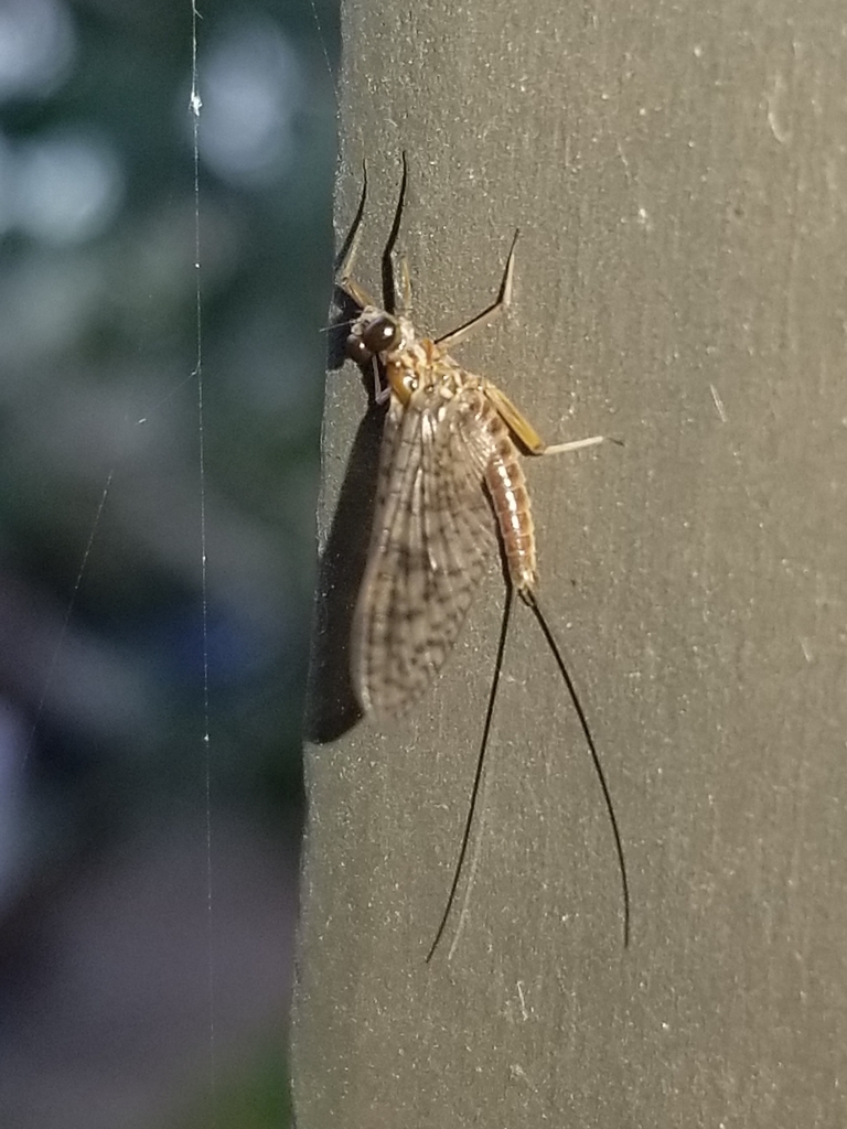 Mayflies in October 2020 by Jeff Ward. On patio. Estimate 8mm body ...