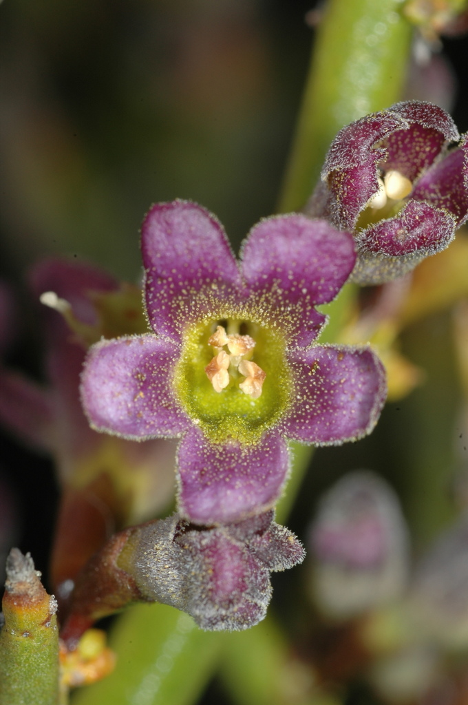 (Monttea aphylla) - Botanical Realm