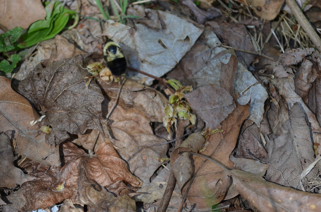 Common Eastern Bumble Bee from Sand Run Metro Park on April 13, 2012 by ...