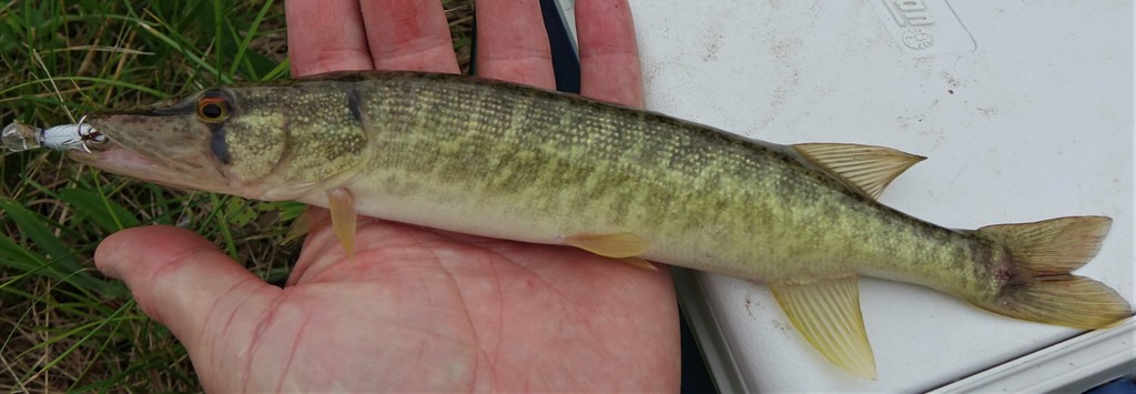 Grass Pickerel (Esox americanus vermiculatus) - Marine Life Identification