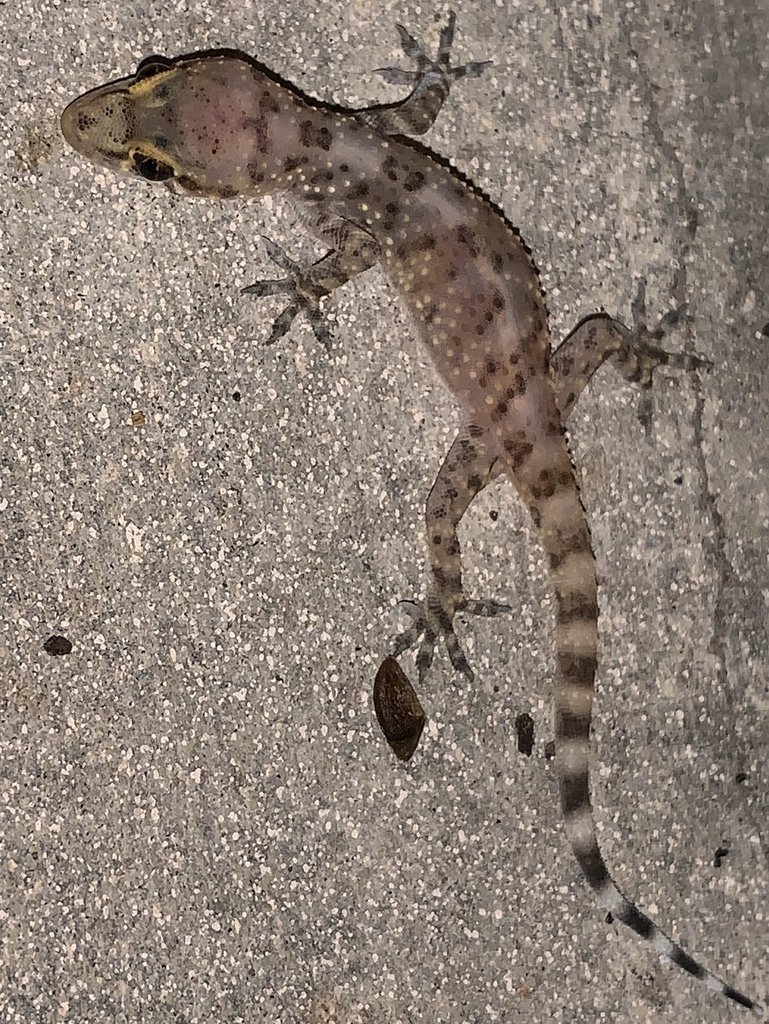 Mediterranean House Gecko from O'Day Pkwy, Corpus Christi, TX, US on ...