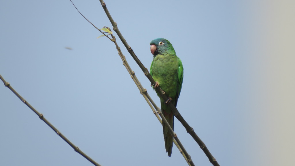 Blue-crowned Parakeet from Sector 4, Santiago de Surco, Perú on October ...