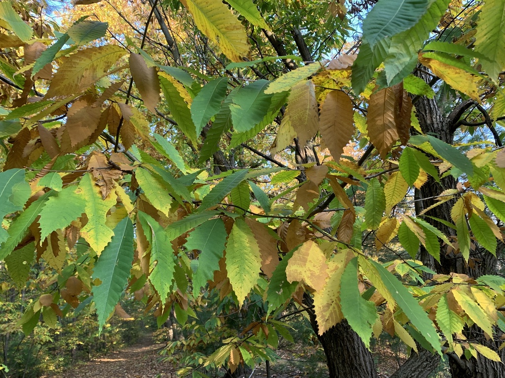 American chestnut in October 2020 by Brandon Corder · iNaturalist