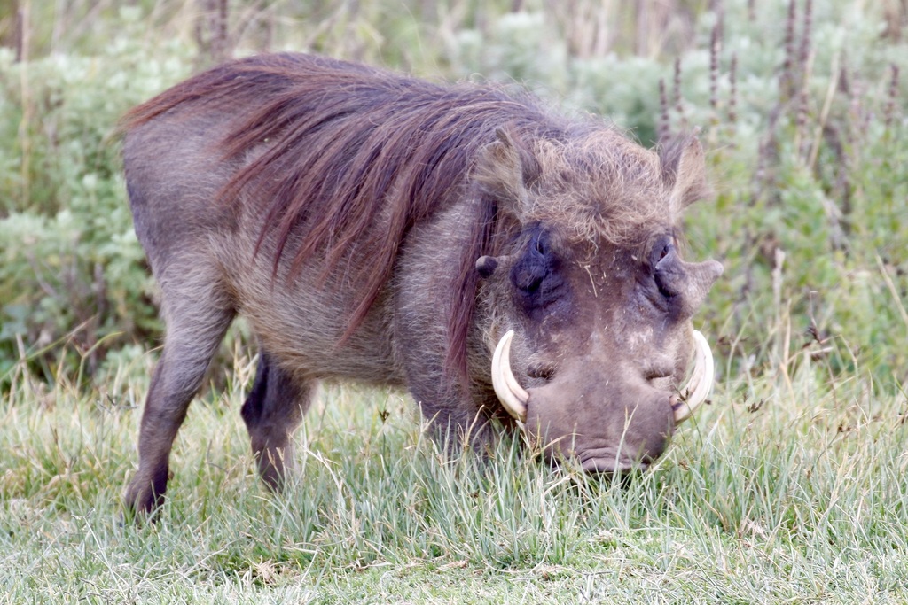 Warthogs (Phacochoerus) - Know Your Mammals