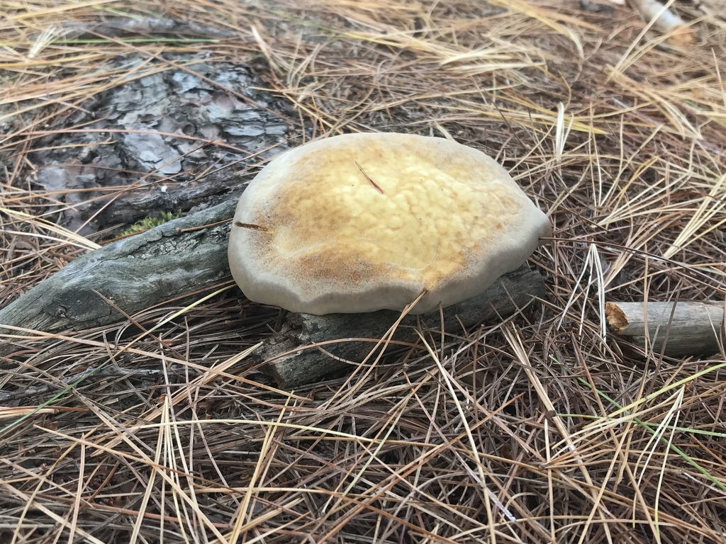 Onnia triquetra from Hoosier National Forest, Nashville, IN, US on ...