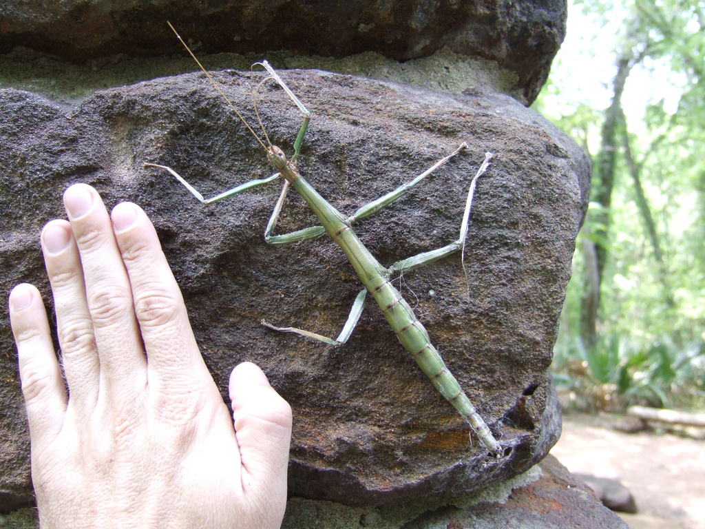 Giant Walking Stick Bug Texas