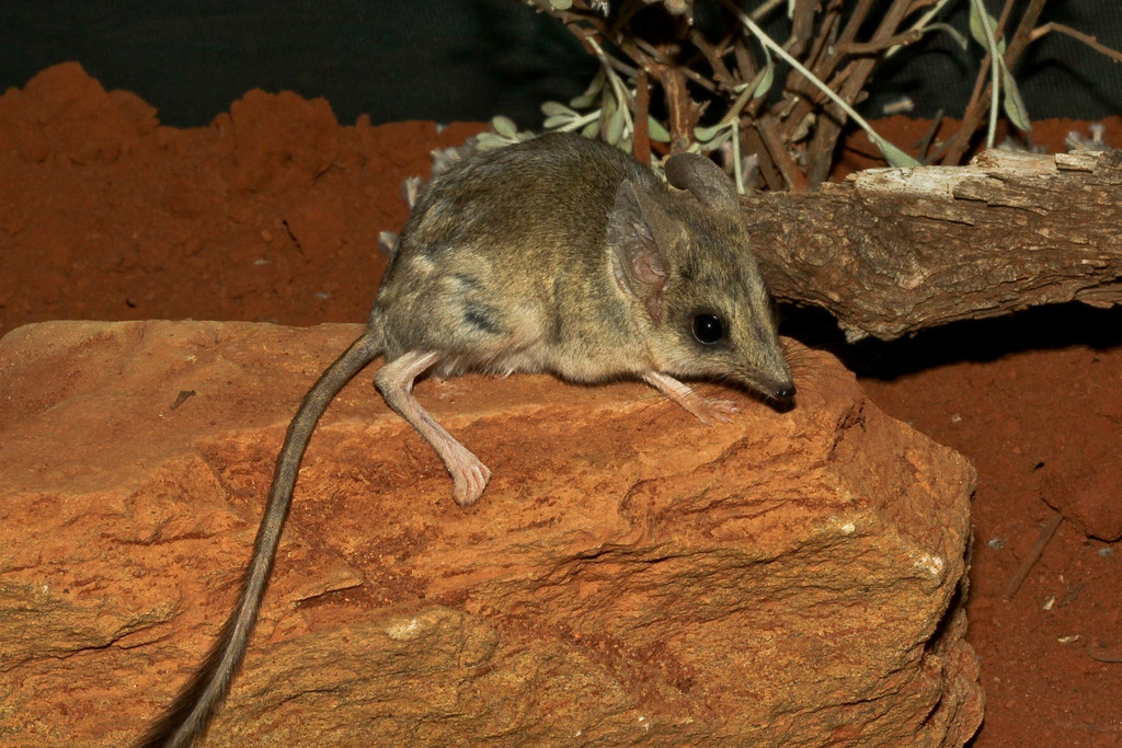 Kultarr (Antechinomys laniger) - Know Your Mammals
