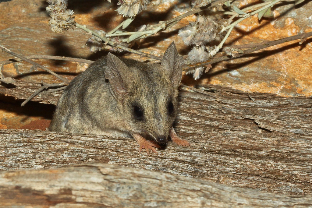 Kultarr (Antechinomys laniger) - Know Your Mammals